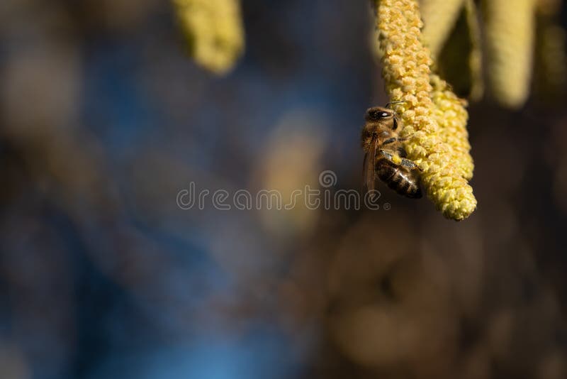 A Small Honey Bee Gathers Pollen from the Blossom of the Nut Bush in ...