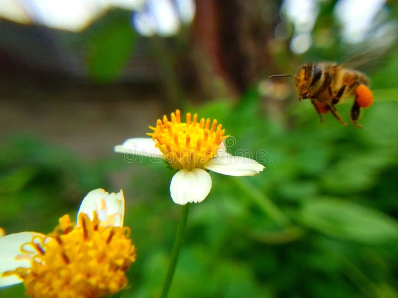A Small Honey Bee Was Flying Towards the Surrounding Flowers Stock ...