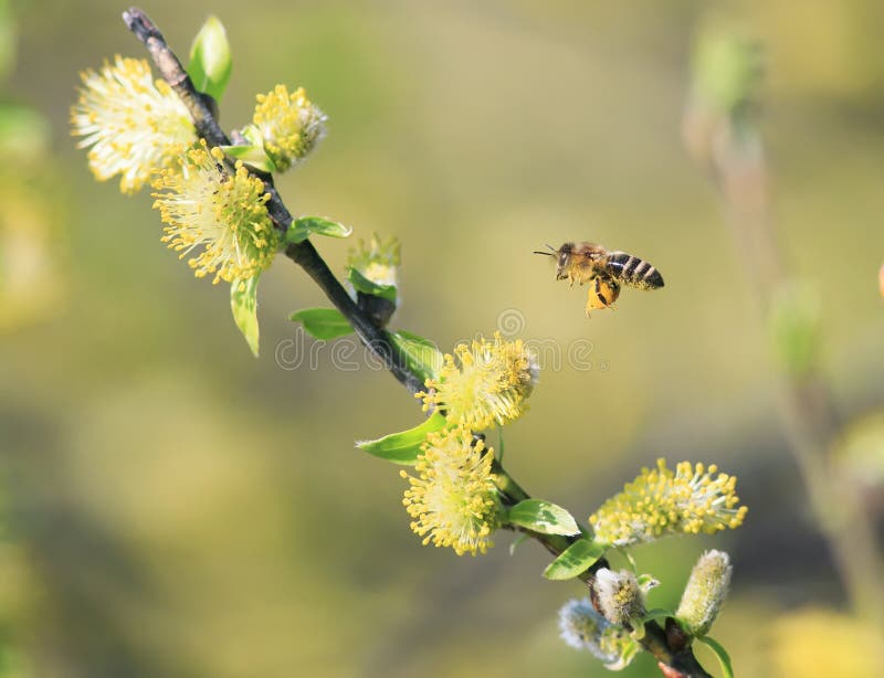 A Small Honeybee Flies To the Fluffy Yellow Willow Flower for Ne Stock ...