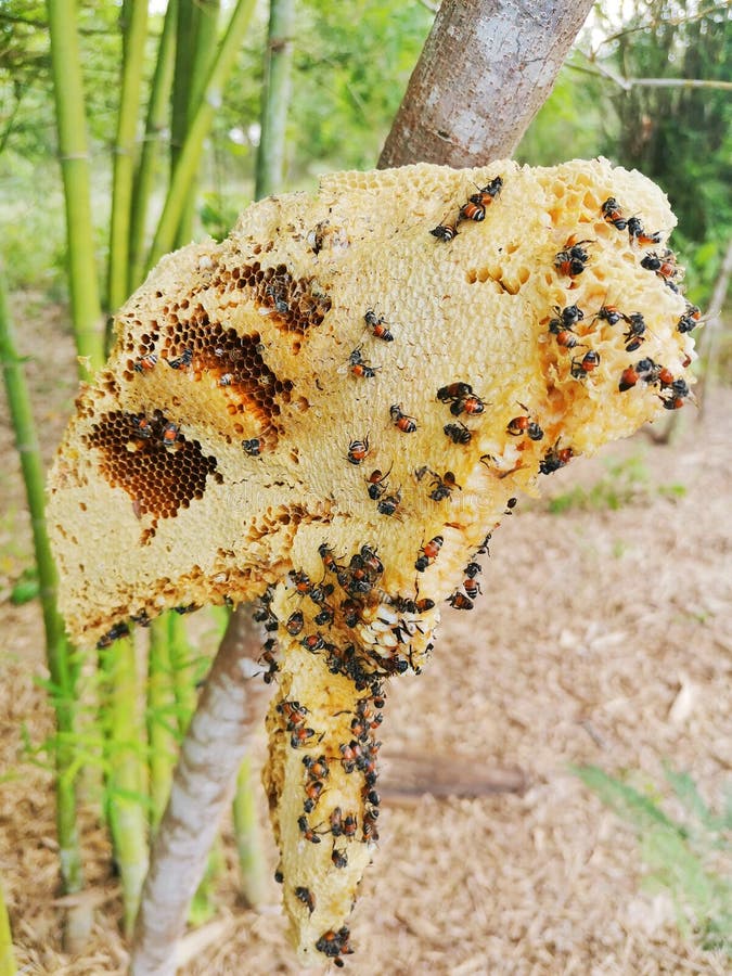 Small honeycomb asia bee stock photo. Image of small - 246037908