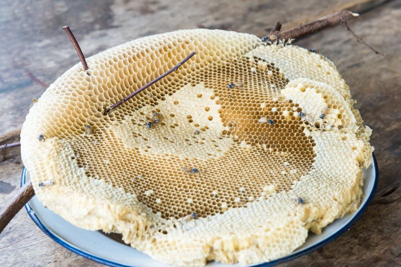 Small Honeycomb with Branch Stock Photo - Image of biology, food: 75743316