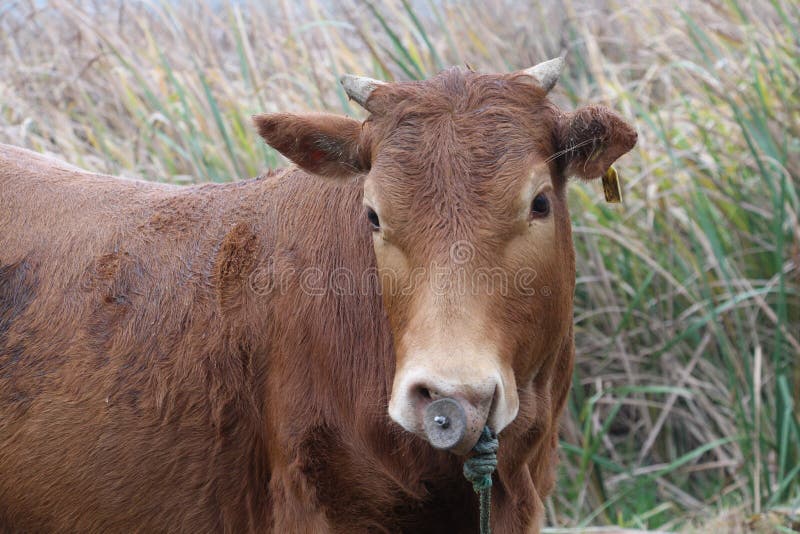 A Small Horn Brown Cattle with a Nose Ring Stock Image - Image of ring ...