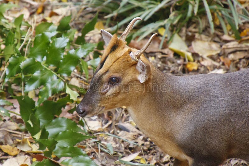 Small Horned Deer in Forest Stock Image - Image of wilderness, animal ...