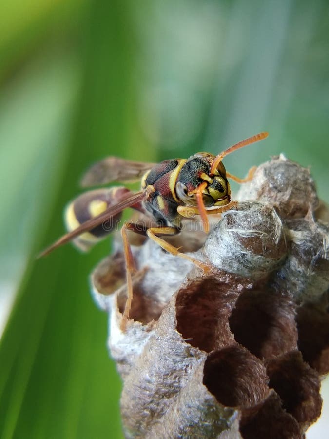 Small hornet at asia stock image. Image of flower, animal - 183756457