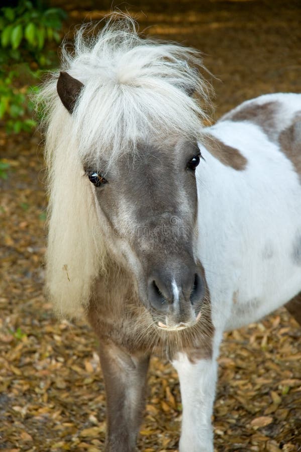 Small horse stock image. Image of horse, small, painted - 2413371