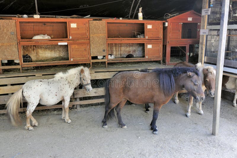 Small horses and rabbits stock image. Image of mini - 101137333