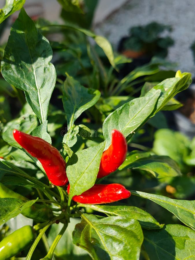 A Small Hot Chili Called Cili Padi in Malay Stock Image - Image of ...