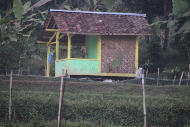 Small House Around the Rice Field Stock Photo - Image of cereal, field ...