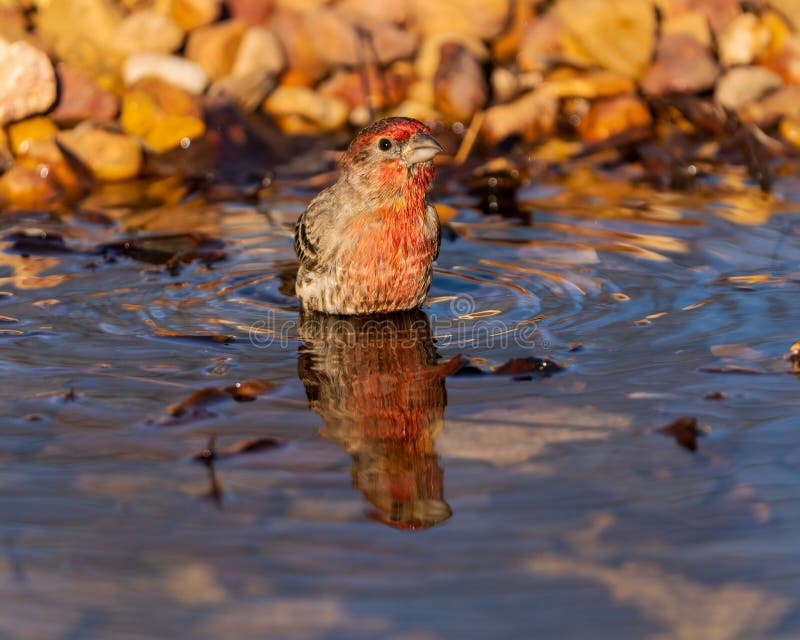 Small House Finch Bird Taking a Bath in the Pond Stock Photo - Image of ...