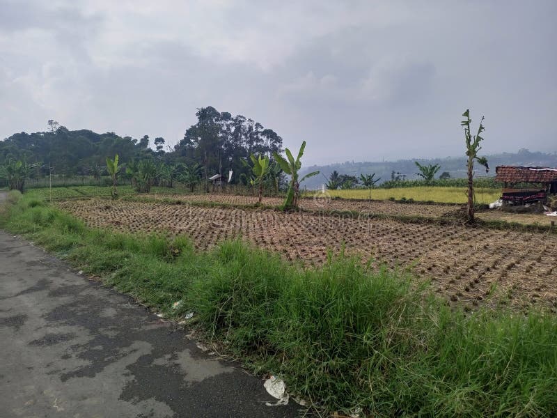 Small House in the Middle of a Rice Field Stock Image - Image of rice ...