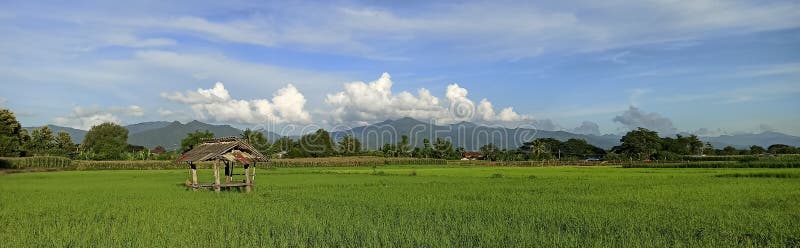 Small House in the Middle of the Rice Field Stock Photo - Image of food ...