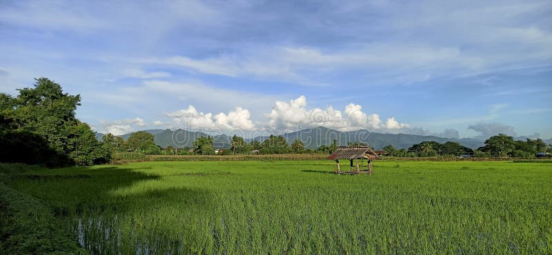 Small House in the Middle of the Rice Field Stock Photo - Image of ...
