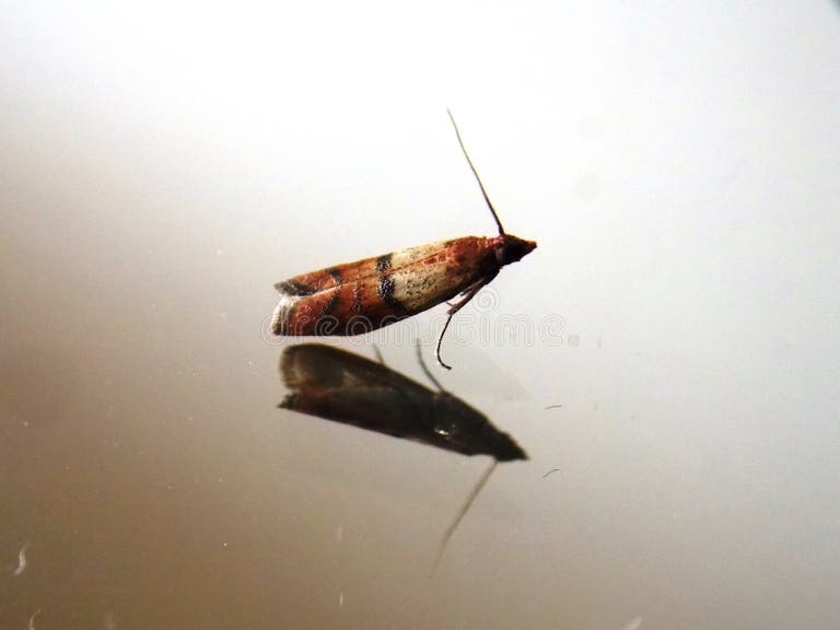 Small House Moth on a Mirror Stock Photo - Image of arthropod ...