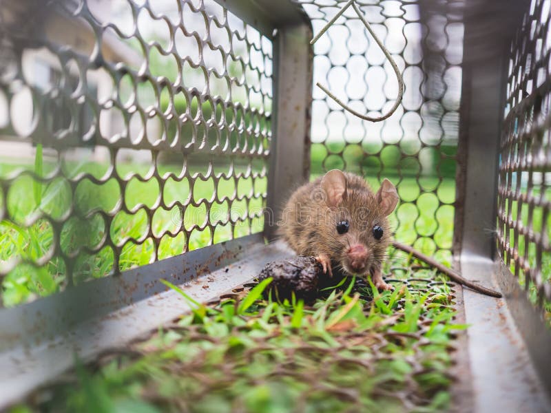 Small Rat Trapped in a Cage. Stock Image - Image of equipment, mice ...