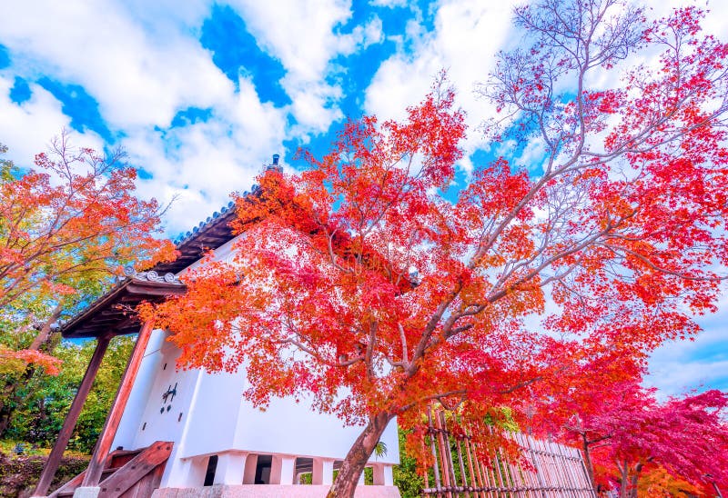 Small house with red maple stock image. Image of tree - 157697603