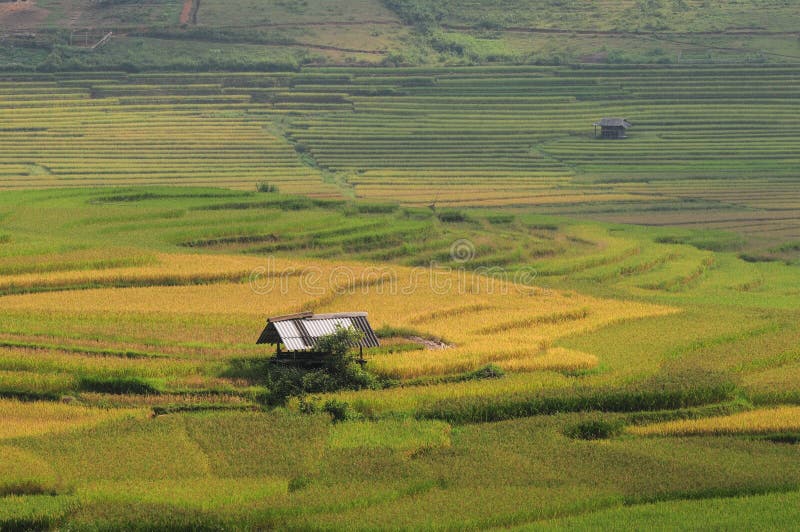 A Small House at Bamboo Forest in Sapa, Vietnam Stock Photo - Image of ...