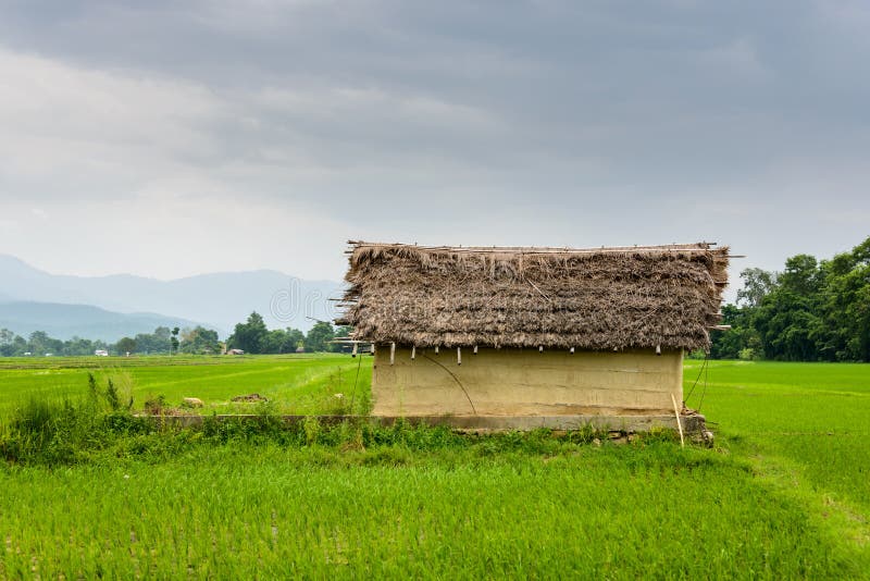 Small House and Rice Fields in Nepal Stock Image - Image of cloudy ...