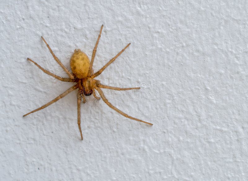A Small House Spider on a Gray Wall Stock Image - Image of beautiful ...