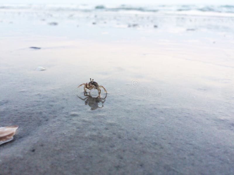 The Wind Crab stock image. Image of crabs, animal, live - 140633357