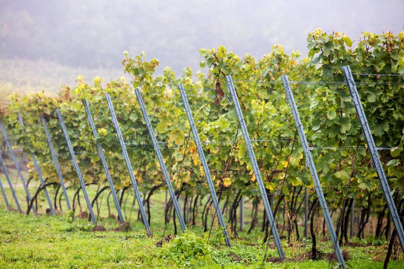 Vineyard with vines stock image. Image of grapes, wine - 83541531