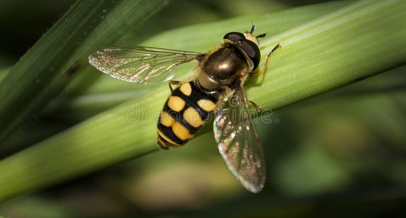 The Small Hover Fly on the Grass Branch in the Meadow, Flower Fly Stock ...