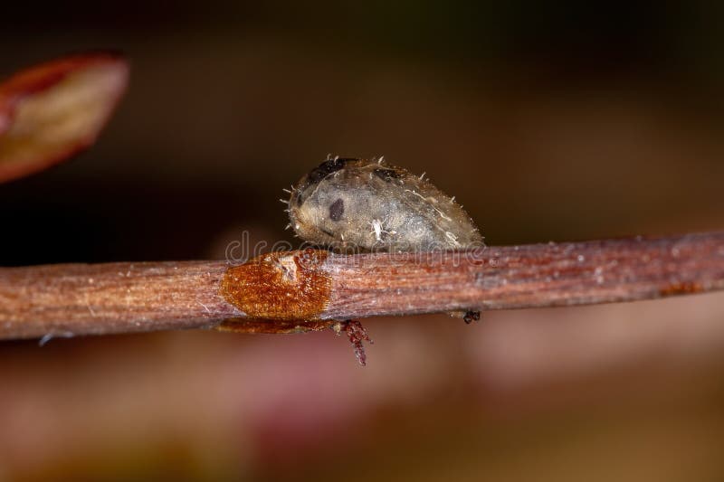 Hover Fly Pupa stock photo. Image of syrphidae, pest - 206072680