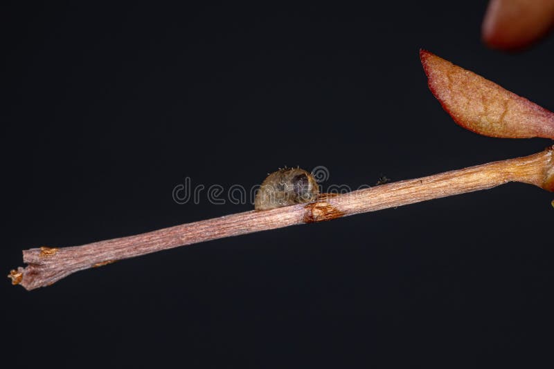 Small Hover Fly Pupa stock photo. Image of invertebrate - 228541402