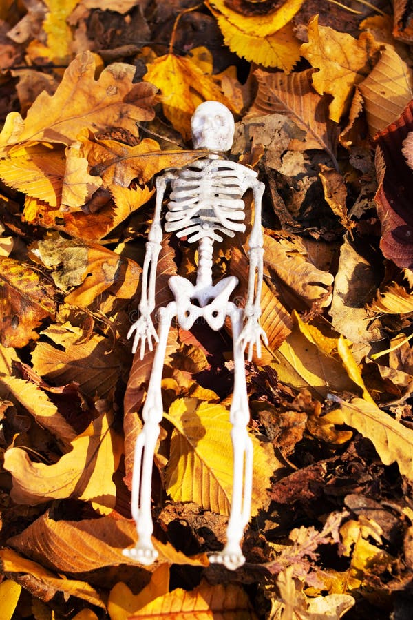Small Human Skeleton among Yellow Autumn Leaves Stock Photo - Image of ...