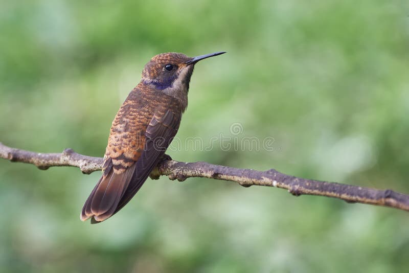 Small Hummingbird Posing on a Horizontal Branch Stock Image - Image of ...