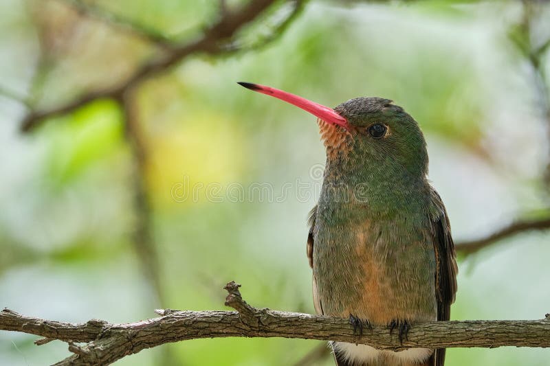 Small Hummingbird Resting on a Thin Tree Branch. Stock Image - Image of ...