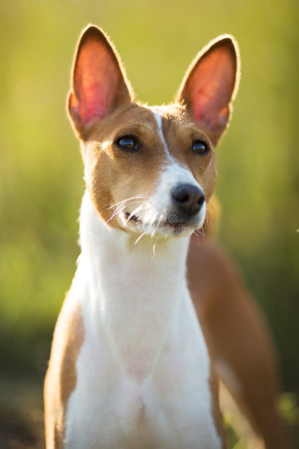 Small Hunting Dog Breed Basenji Stock Photo - Image of sensitive, pawl ...