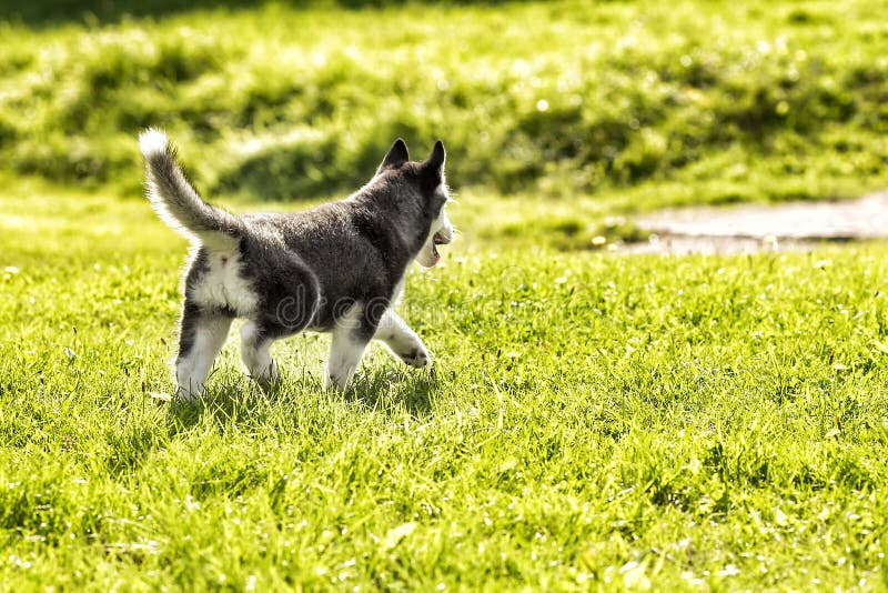 Small Husky Puppy Back View Stock Photo - Image of husky, nose: 77402256