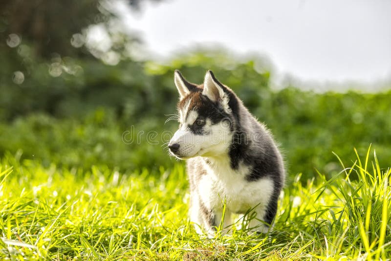 Two Small Siberian Husky Puppies Stand on Yellow Leaves. Back View ...