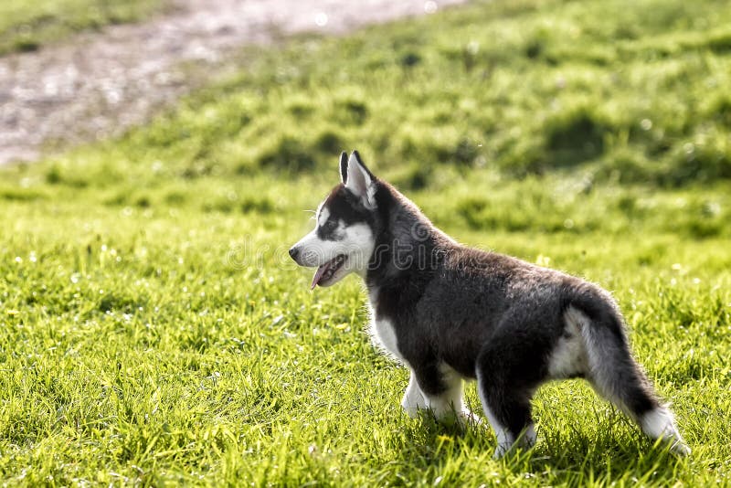 Husky Puppy Looks Back Stock Photos - Free & Royalty-Free Stock Photos ...