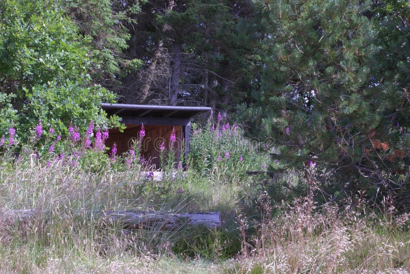 Small Hut in the Forest Surrounded by Purple Flowers and Tall Trees ...