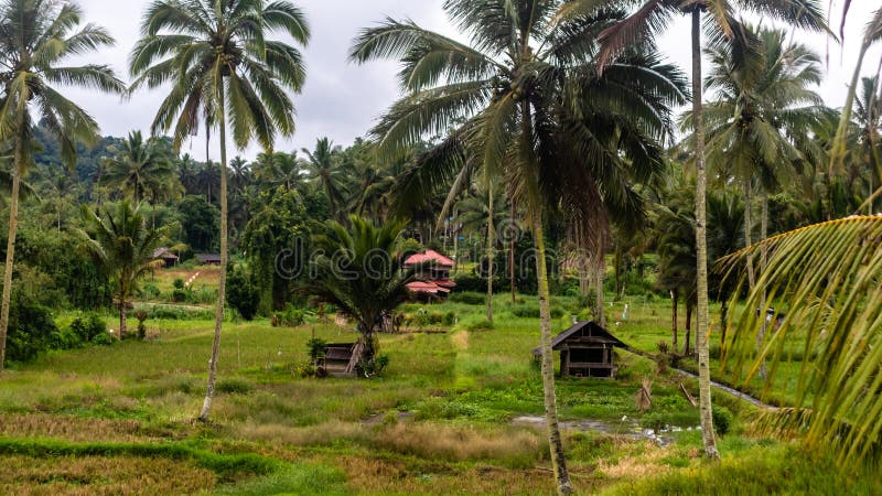 A Small Hut in the Middle of a Paddy Field Stock Photo - Image of ...