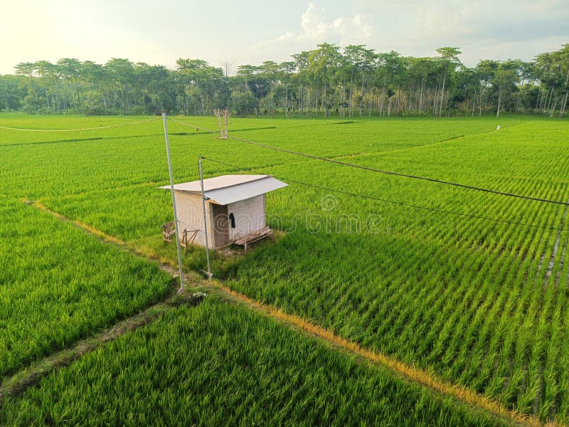 A Small Hut in the Rice Fields in the Morning Stock Photo - Image of ...
