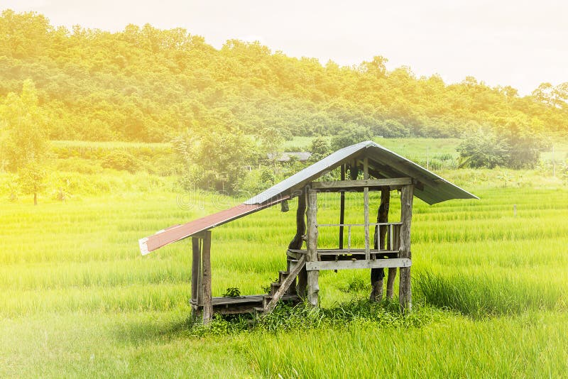 Small hut in paddy field stock image. Image of tree - 113382101