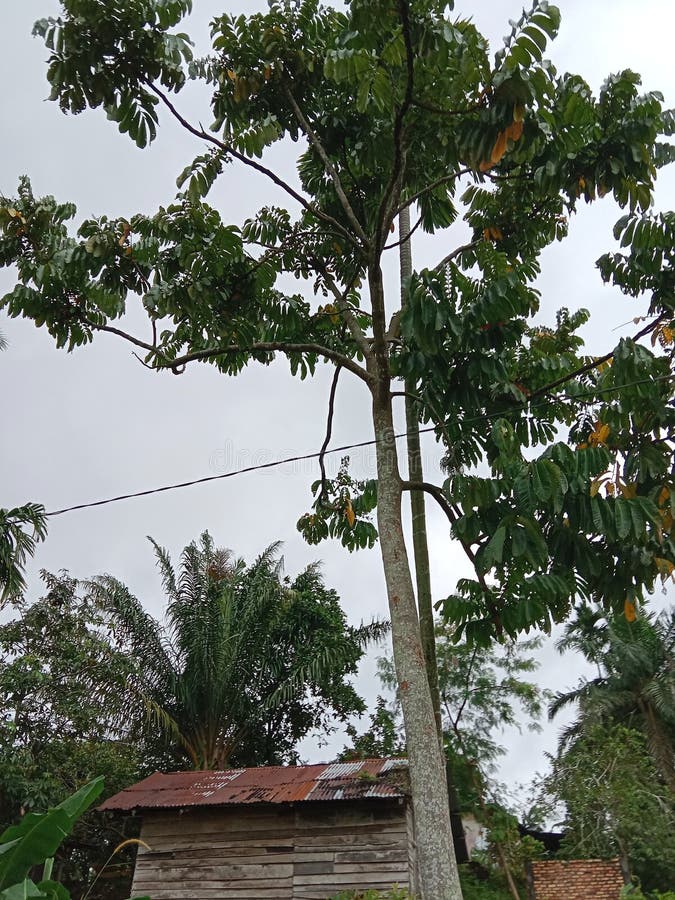 New Matoa Tree Shoots after Pruning Stock Image - Image of tree, shoots ...