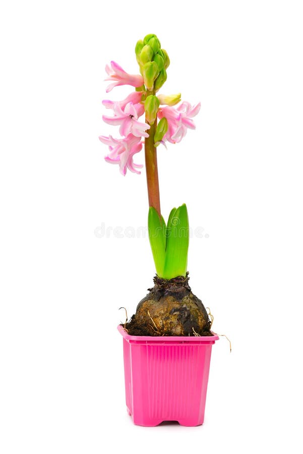Small hyacinth in pot stock image. Image of bouquet, greenhouse - 85201099