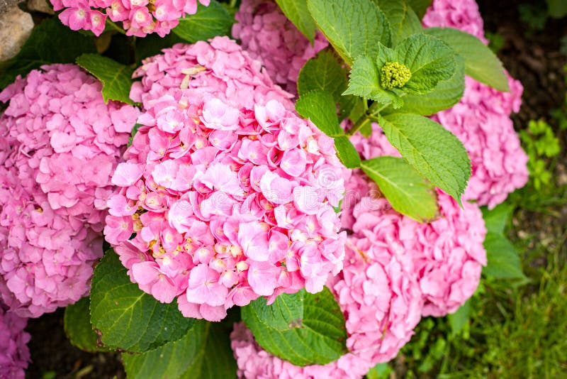 Small Hydrangea Bush with Pink Flowers in Summer Stock Photo - Image of ...