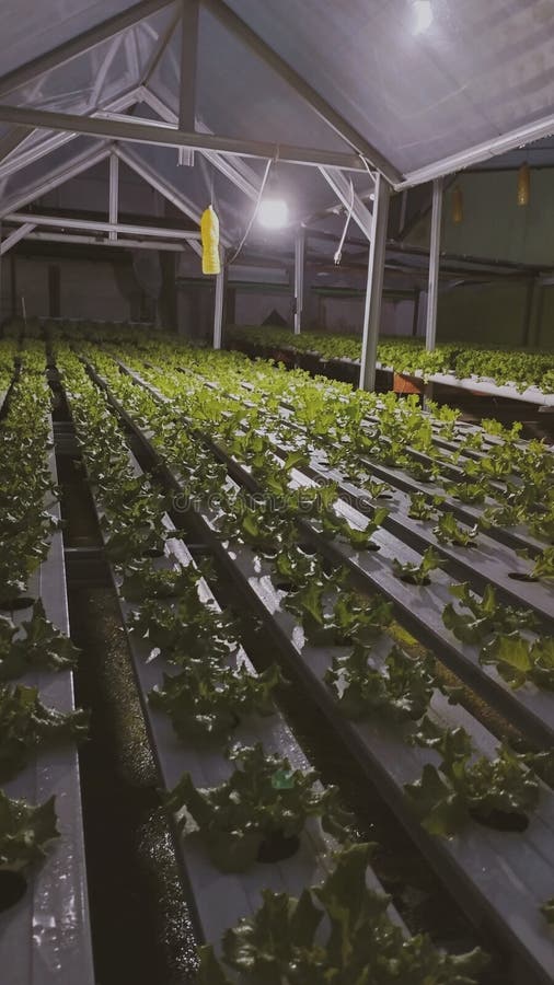 Small Hydroponics Farming in Night Day Stock Image - Image of cool ...