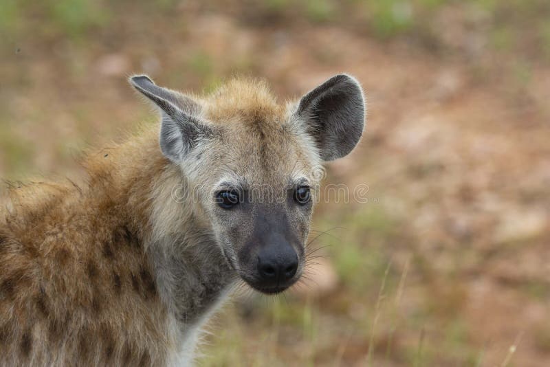 Small Hyena Looking at the Camera Stock Image - Image of hyenas, little ...
