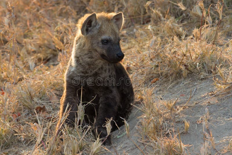 Small Hyena Pup Playing Outside Its Den Stock Photo - Image of ...