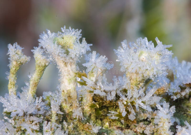 Ice Crystals on Cup Lichens Stock Image - Image of frozen, cladonia ...