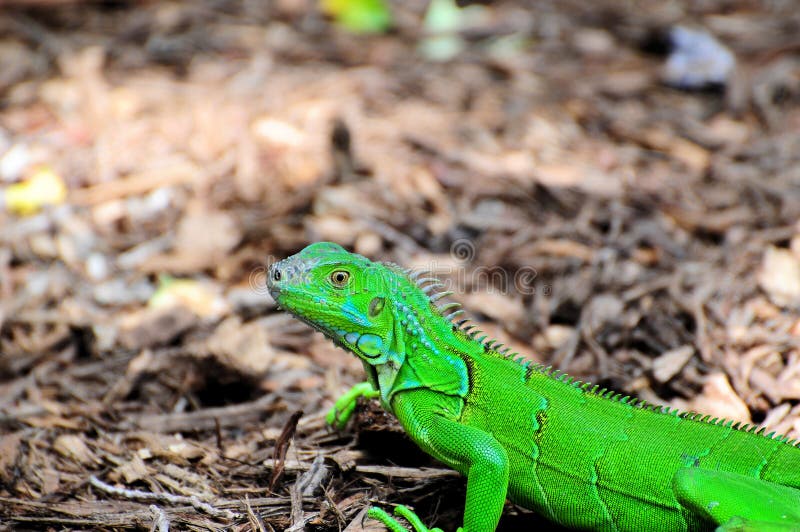 Small Iguana stock photo. Image of creatures, pose, creature - 21267504