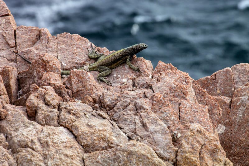 Small Iguana stock photo. Image of creatures, pose, creature - 21267504