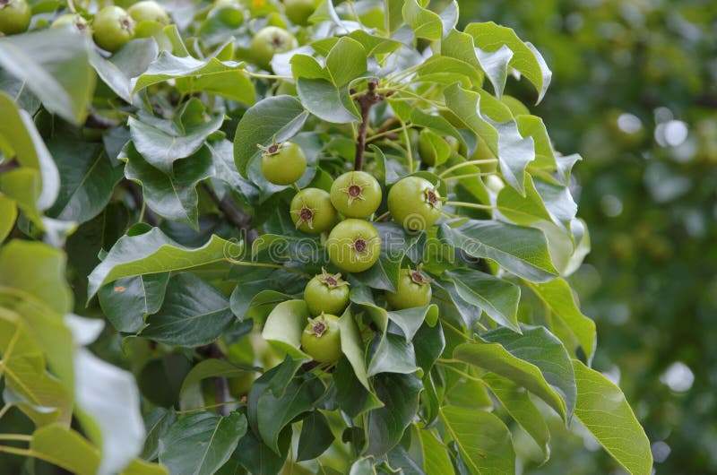 Apples stock photo. Image of branch, overcast, small - 127413818