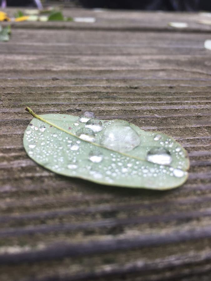 Water Droplets stock photo. Image of water, spring, droplets - 151010272