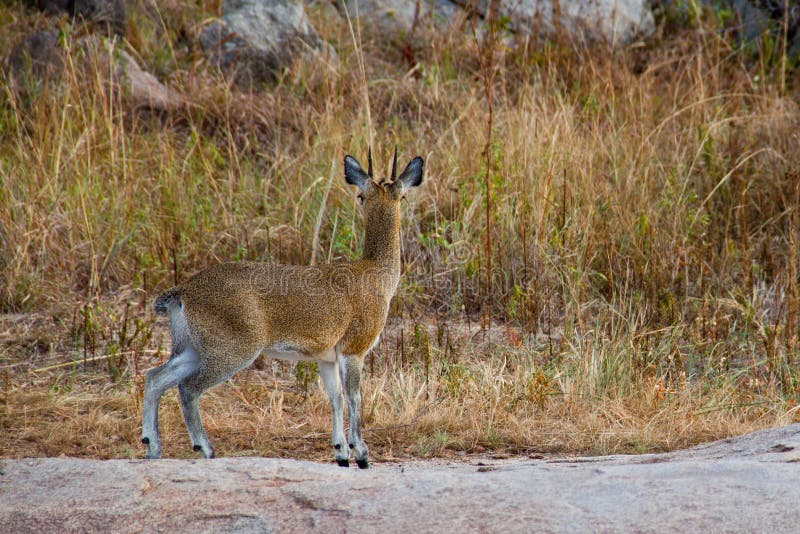 Small impala stock image. Image of africa, horn, mara - 53341833